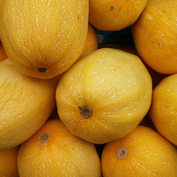 Orangetti, F1 - Genesis Seeds Ltd.